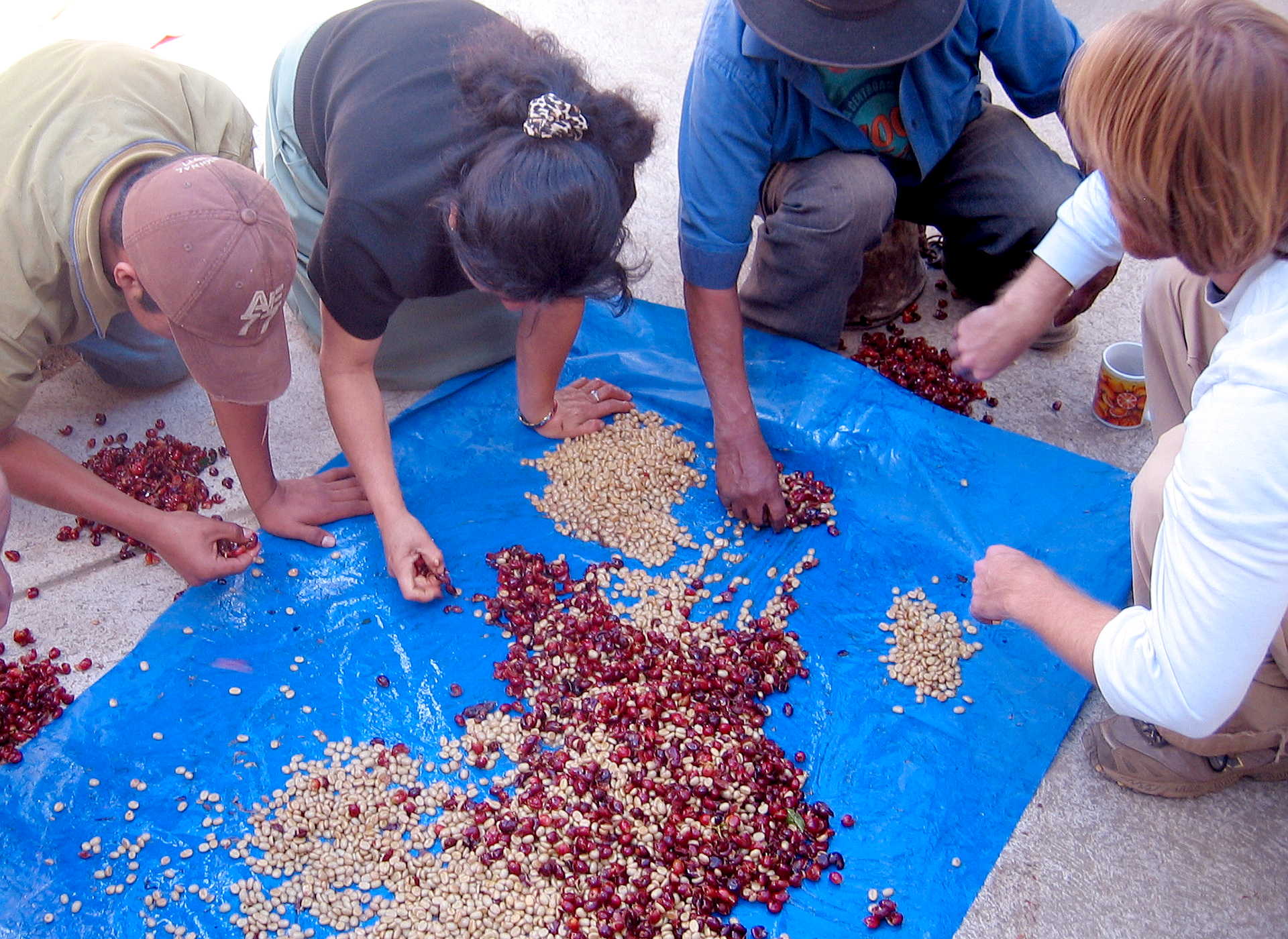 Coffee processing – What do mean Washed, Natural and Honey Process?
